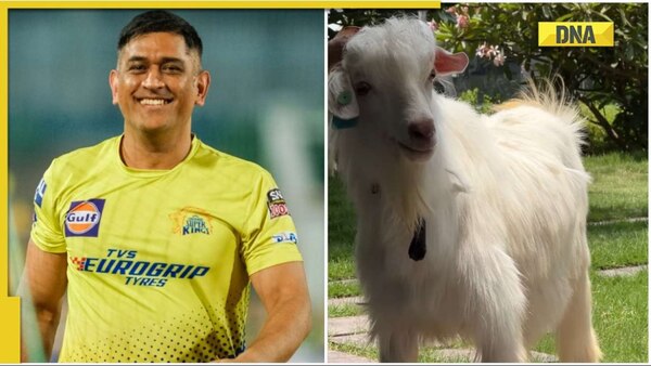 'G.O.A.T spotted': Netizens react as MS Dhoni brings home a goat, wife ...