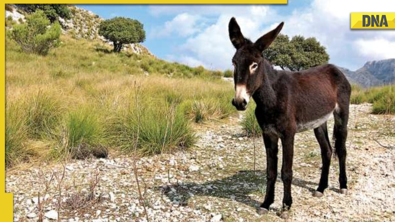 Karnataka man quits IT job to open donkey milk farm, receives orders ...