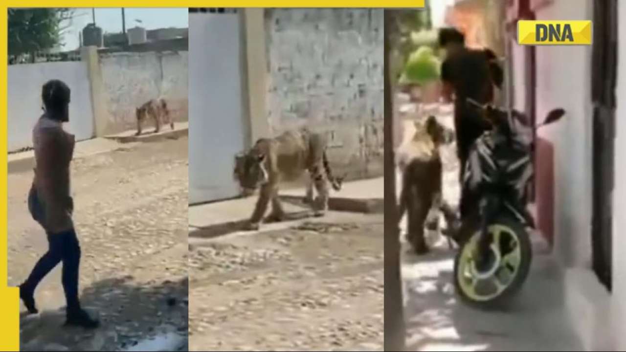 Viral Video: Bengal tiger roams freely in a Mexican town
