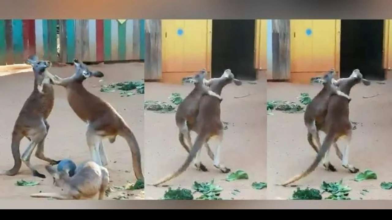 Watch: Two Kangaroos fighting in Texas' San Antonio Zoo