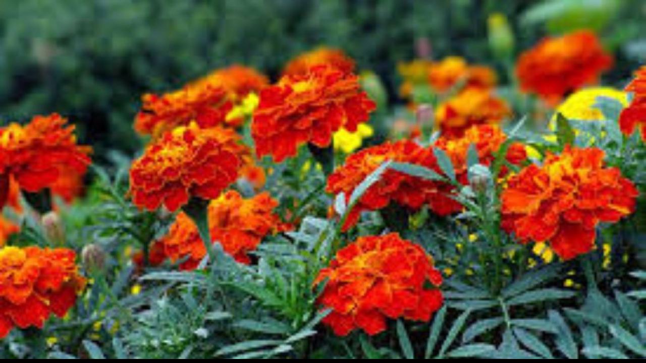 Health Benefits Of Flowers: घर की सजावट ही नहीं, हेल्थ के लिए भी ये फूल ...