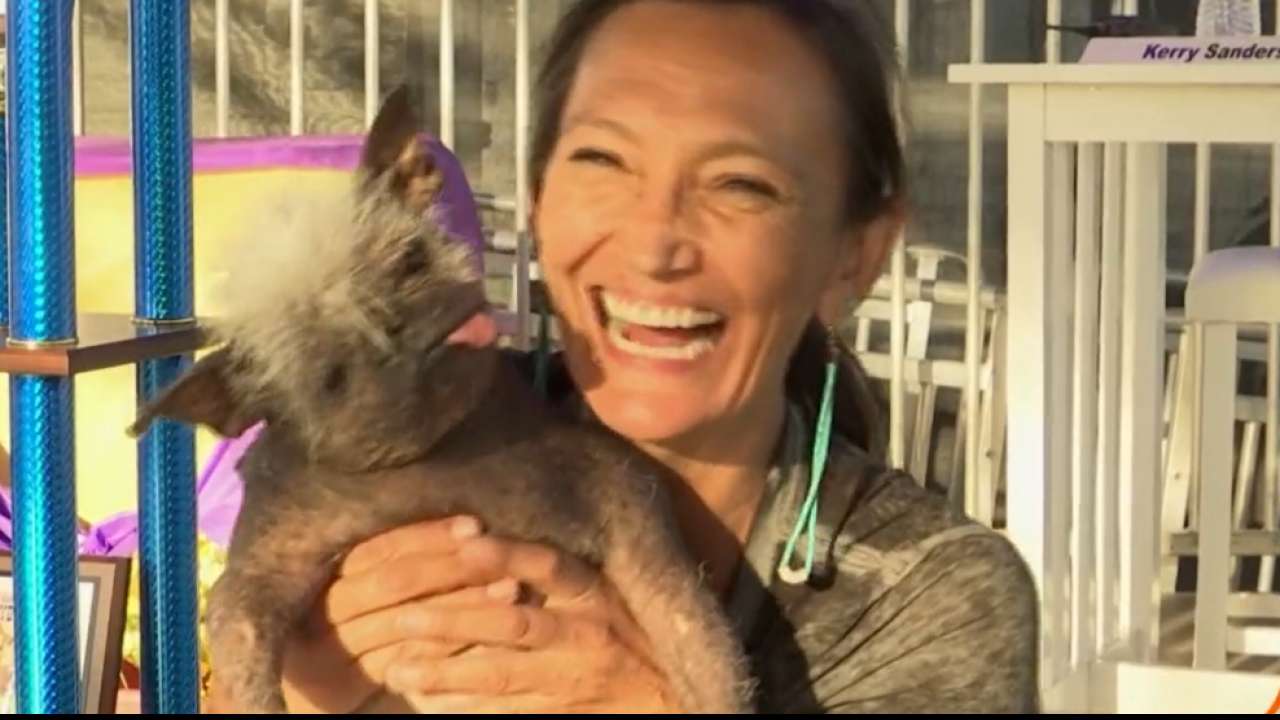 In pics: Meet Mr Happy Face, the world's ugliest dog