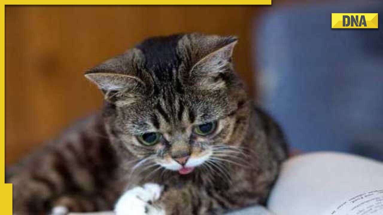Rare case of human getting Covid-19 infection from cat in Thailand: Report