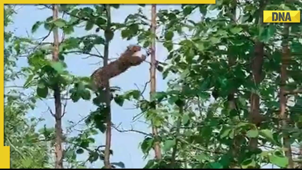 Video of leopard hunting a baby monkey on tree goes viral