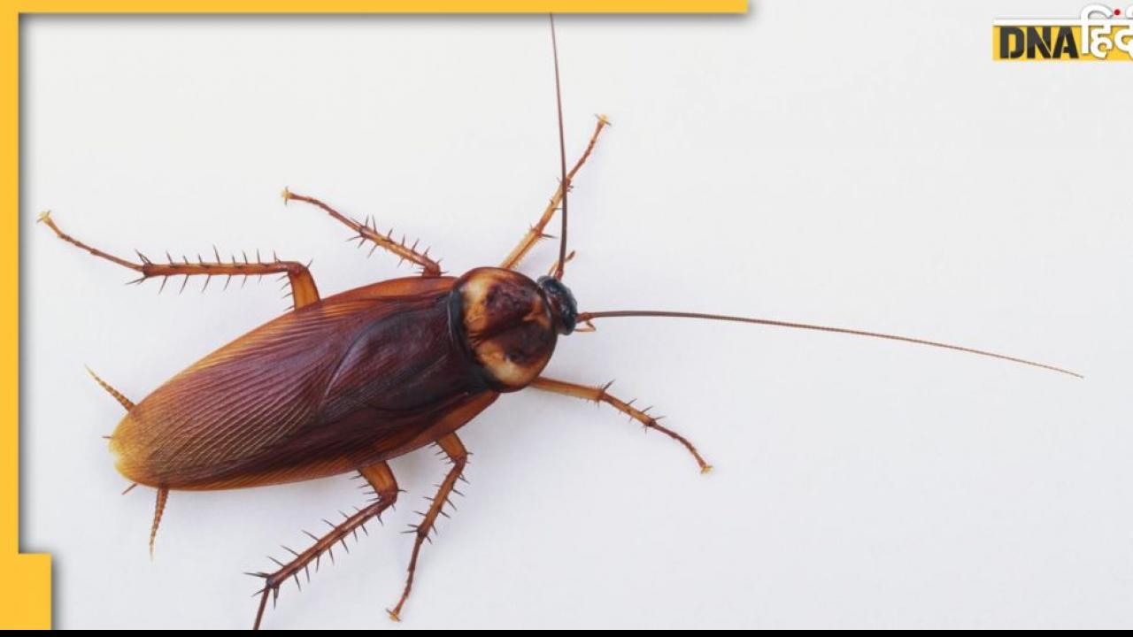 Cockroach Home Remedies: कोने-कोने से भागेंगे कॉकरोच, किचन में रखी इन ...