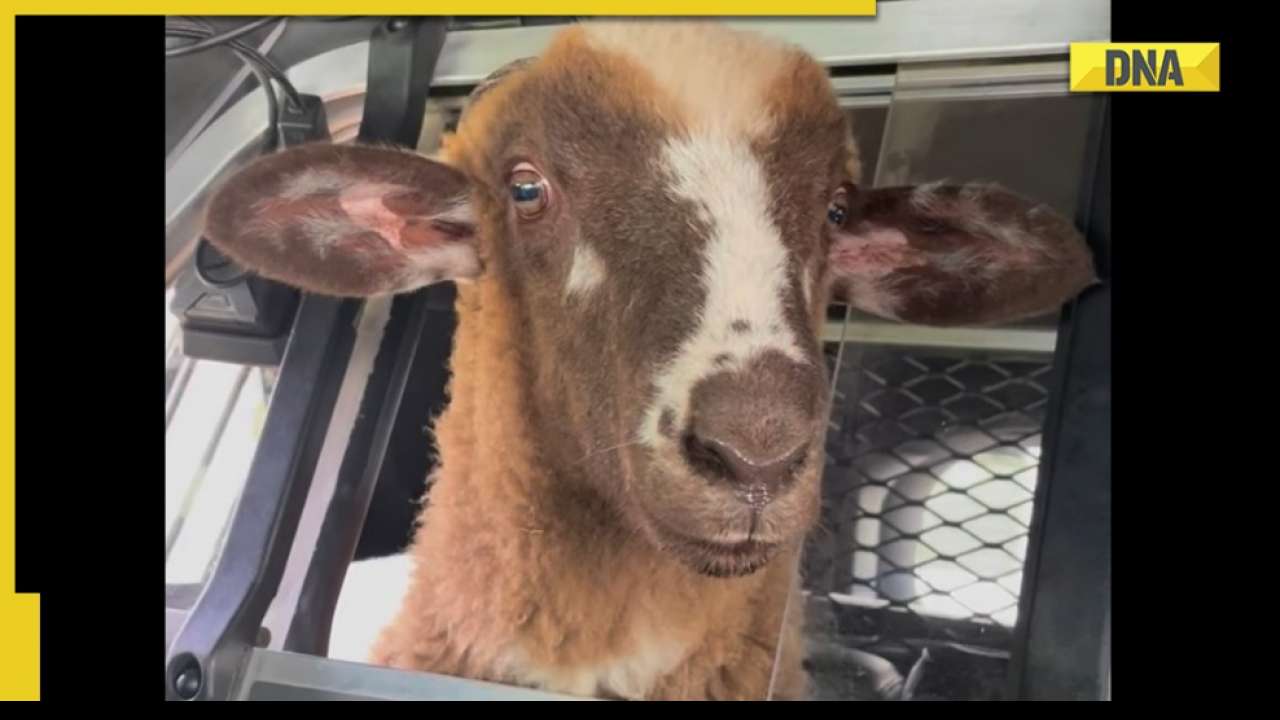 Viral video: Sheep gets a ride home in police cruiser, netizens react