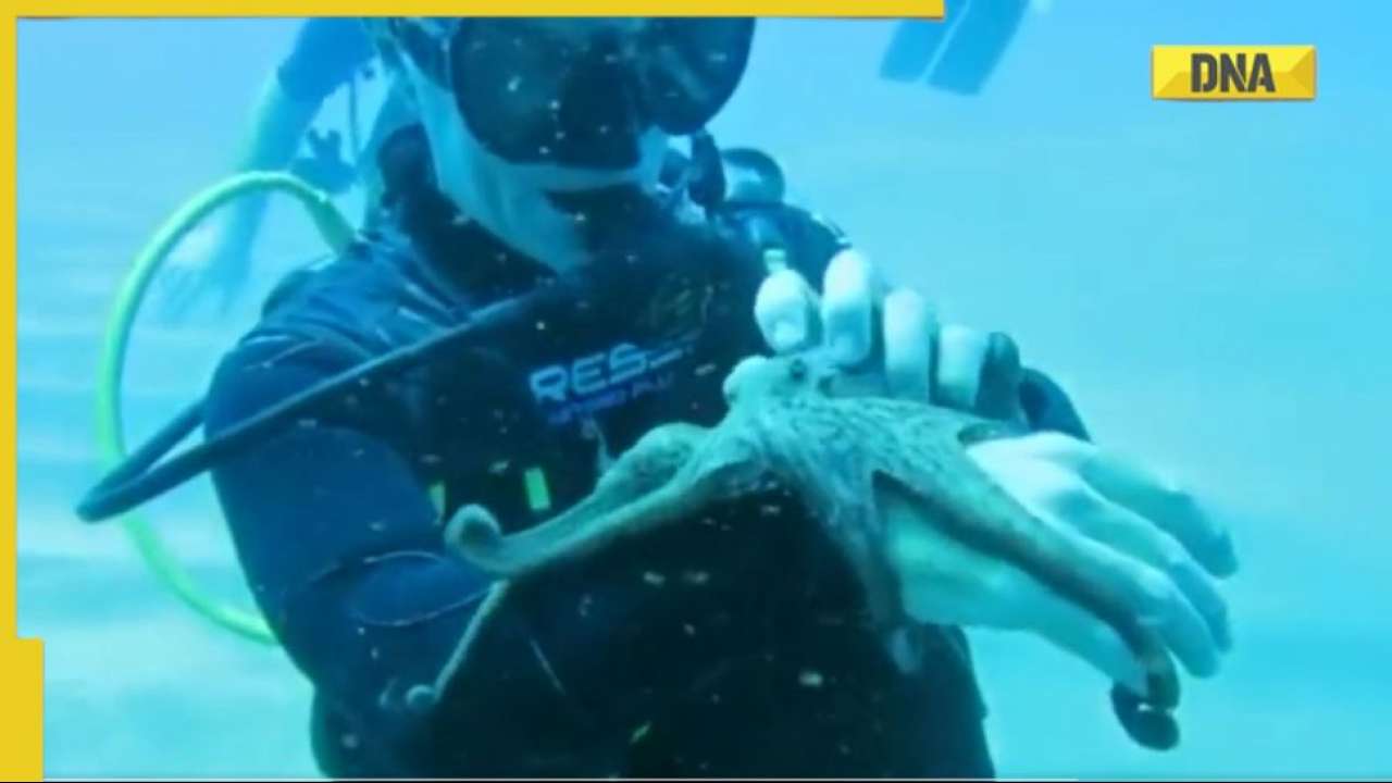 Viral Video: Deep sea diver plays with octopus, internet goes crazy