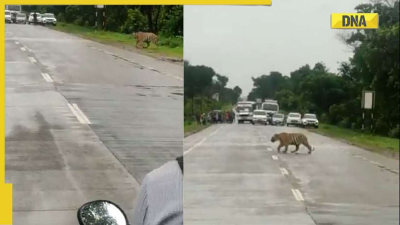 Viral Video: Cop stops traffic to let tiger cross the road, netizens ...