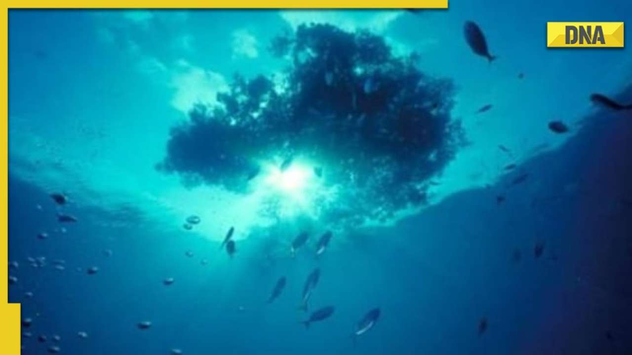 Scientists discover deadly pool in Red Sea that kills anything that ...