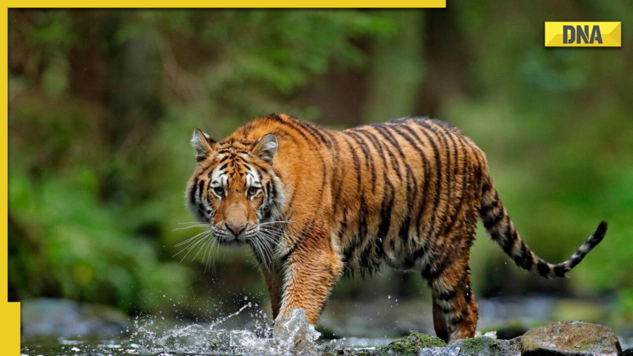 International Tiger Day 2022: Know its history, significance and key facts