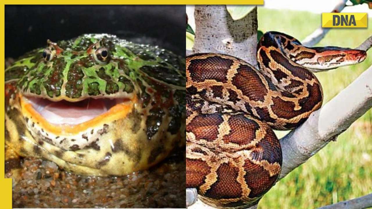 How did invasive frog, snake species cost world economy $16 billion ...