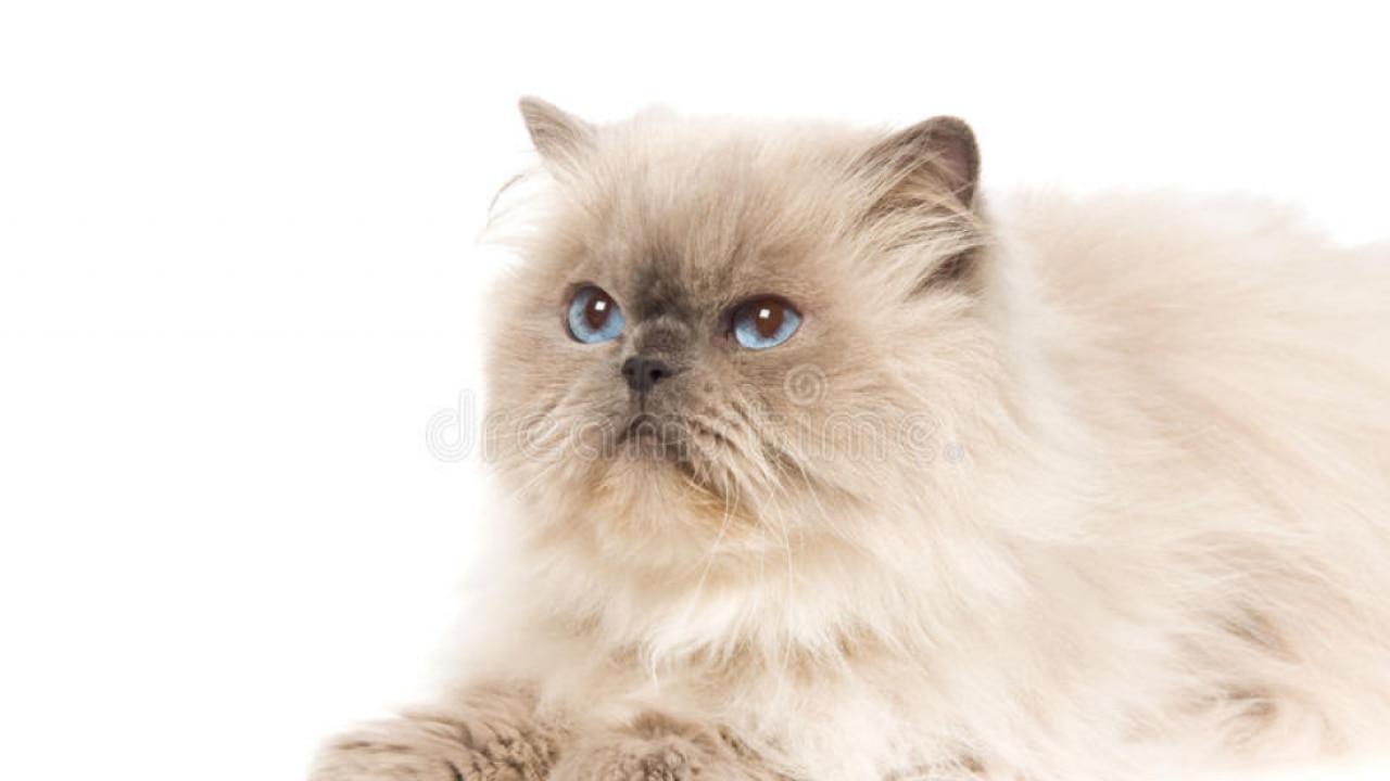 International Cat Day: Take a look at Indian cat breeds that are ...