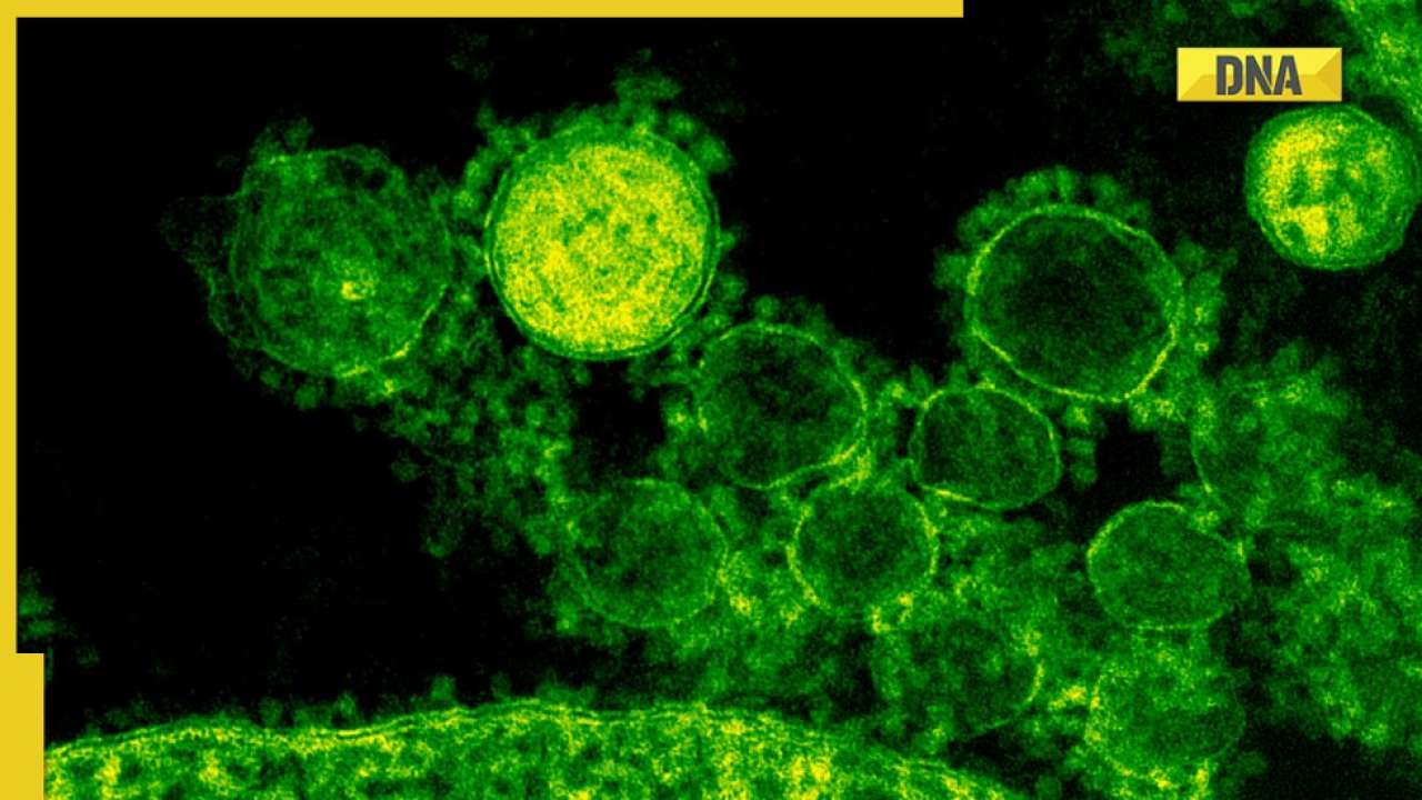 Langya Virus: Origins, symptoms, human-to-human transmission, treatment ...