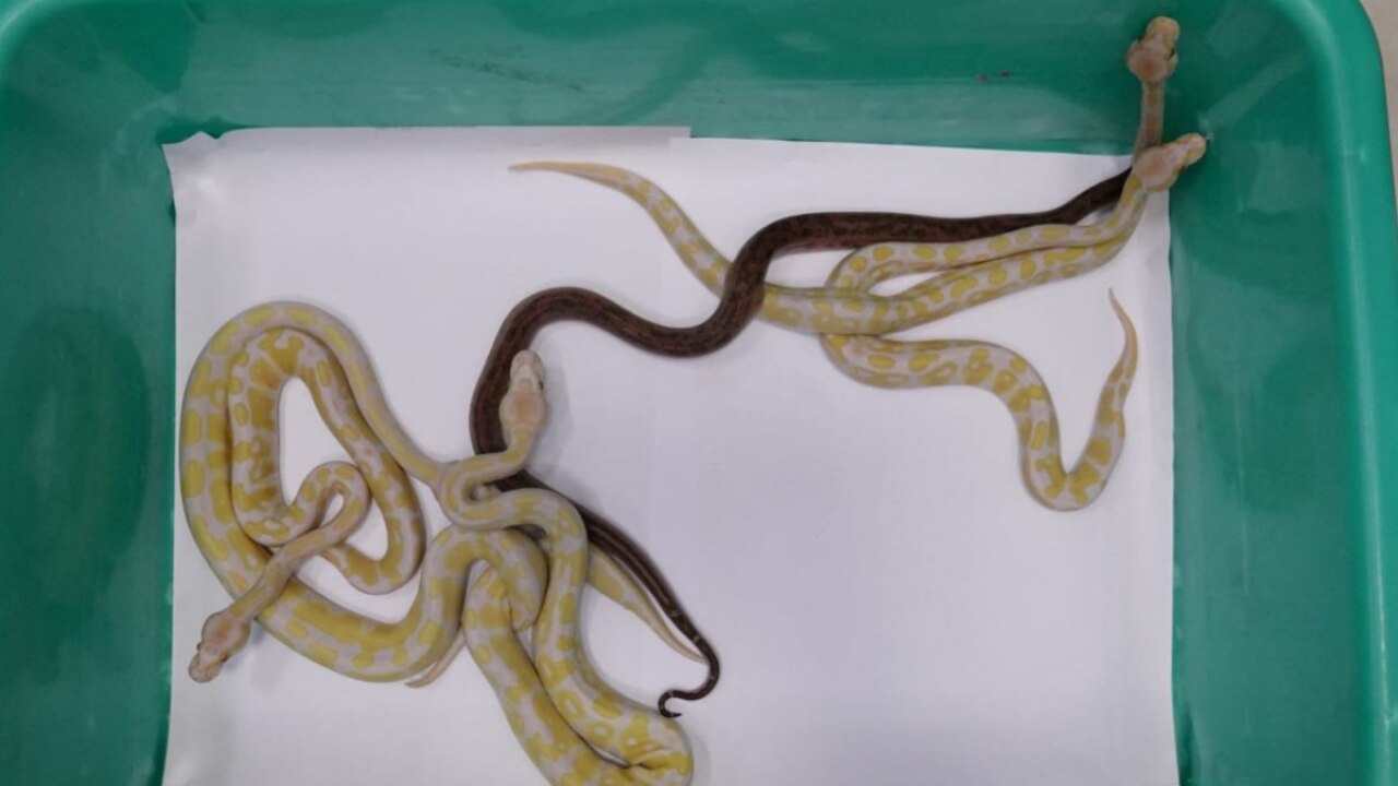 Photos: Chennai airport authorities find monkey, snakes, pythons ...