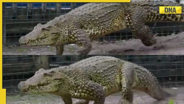 Watch: Nerve-chilling video of crocodile galloping at man goes viral ...