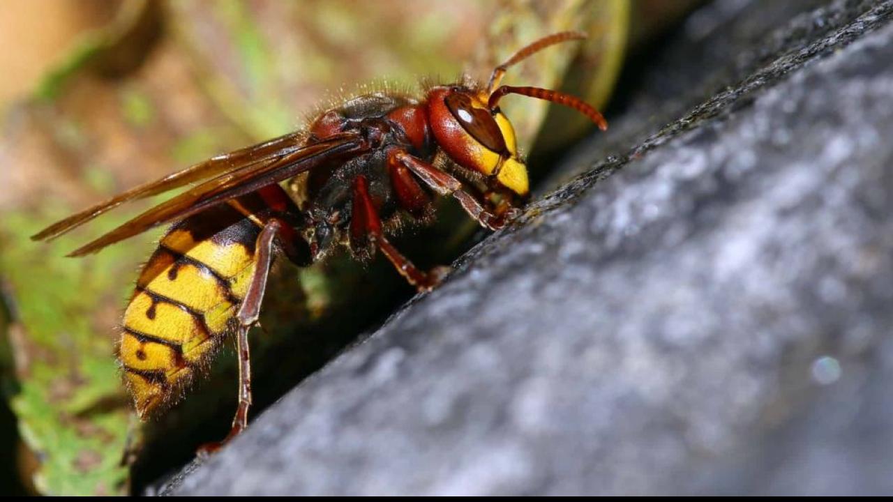 Most Dangerous Insects: ये हैं दुनिया के सबसे खतरनाक कीड़े, छू भी जाएं ...