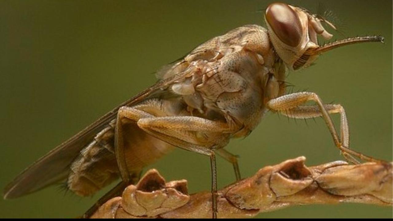 Most Dangerous Insects: ये हैं दुनिया के सबसे खतरनाक कीड़े, छू भी जाएं ...