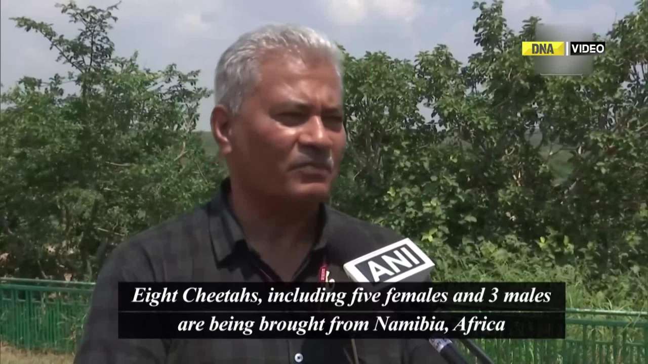 Eight Cheetahs being brought from Namibia, to be sent to Kuno National ...
