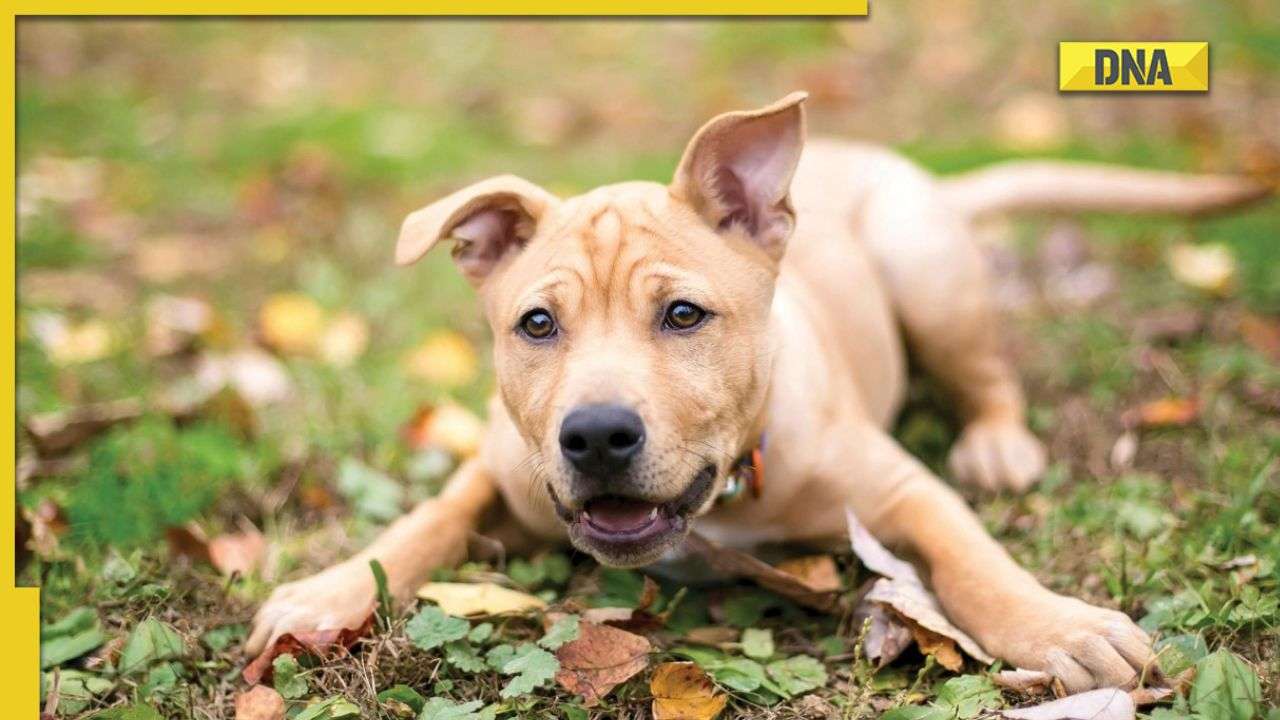 Dog bite cases in India: Goa's 'Mission Rabies' project