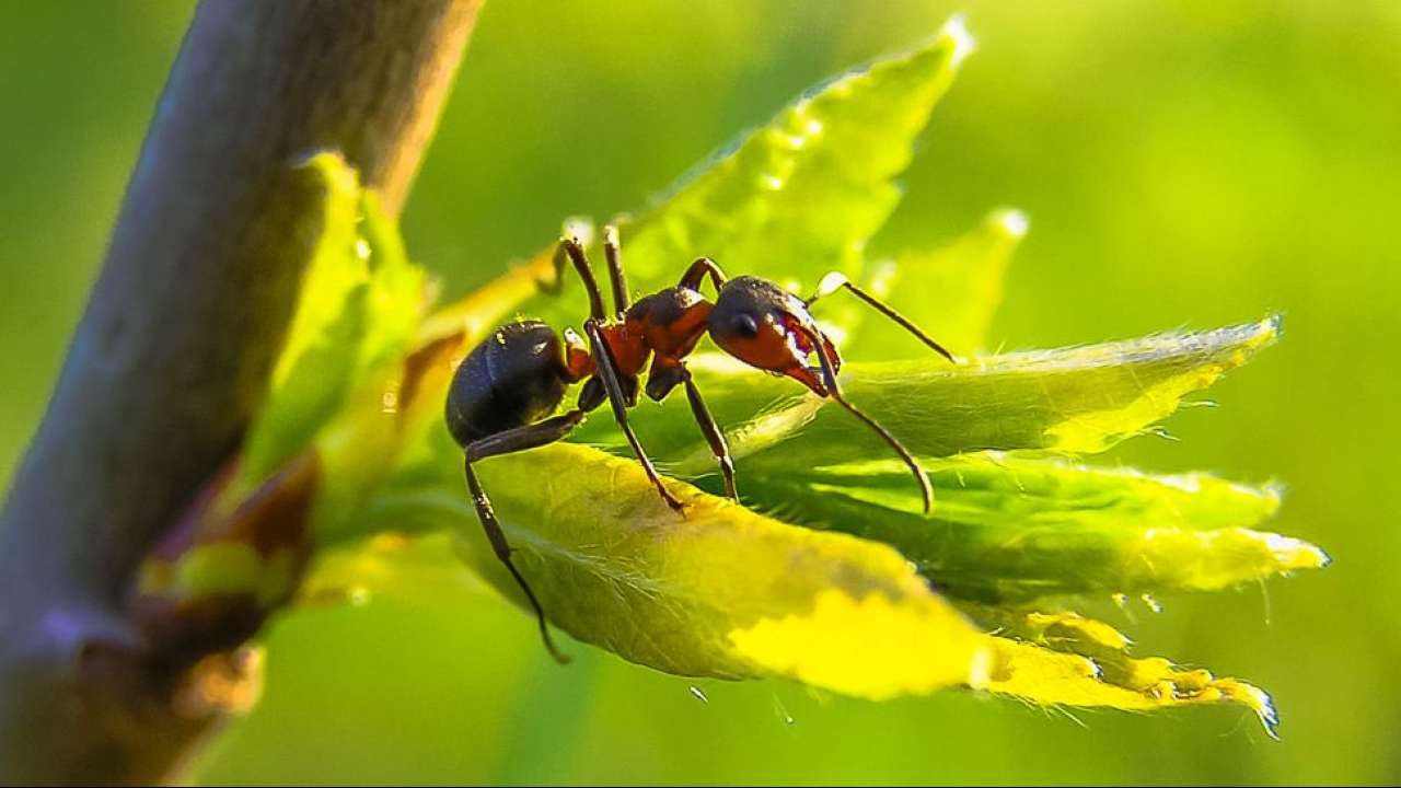 In Pics: 20 quadrillion ants live on Earth, some amazing facts you ...