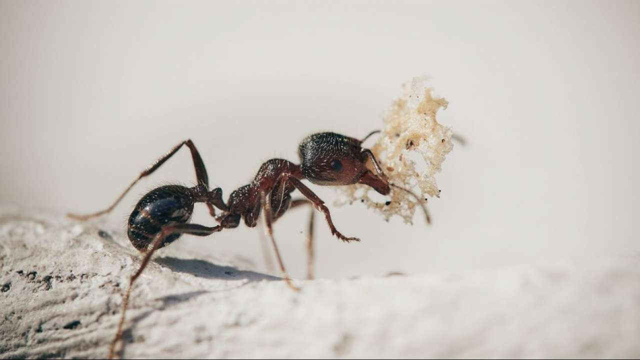 In Pics: 20 quadrillion ants live on Earth, some amazing facts you ...