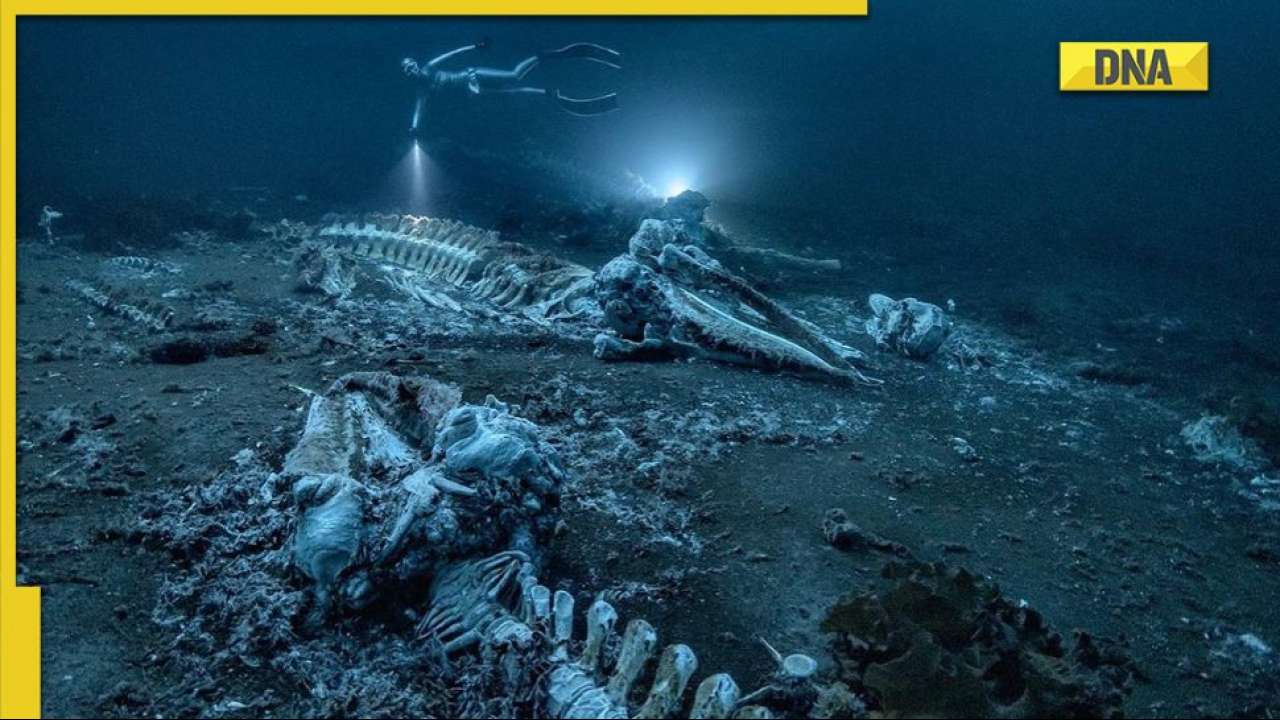 Viral: Photographer wins scuba diving award for stunning images of ...