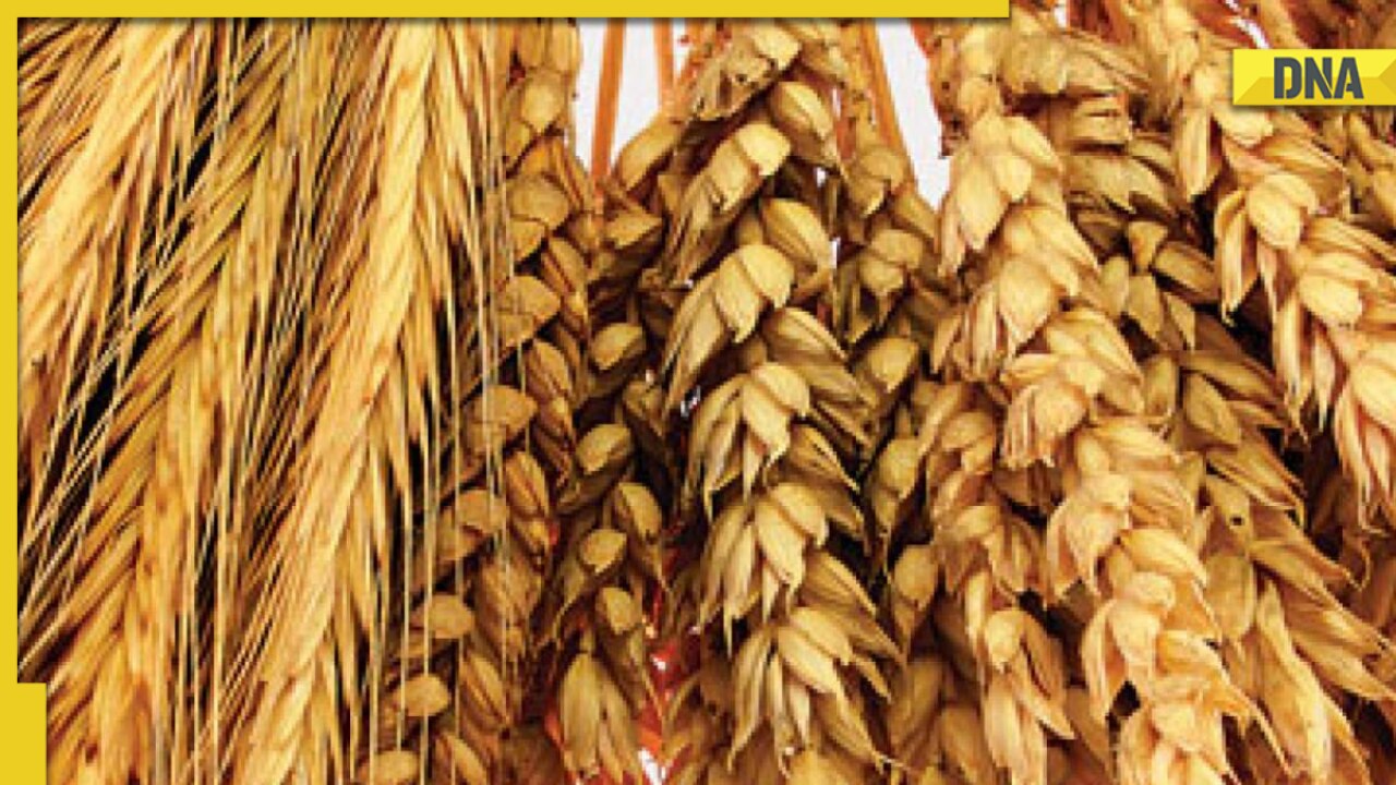 Pradhan Mantri Garib Kalyan Anna Yojana: Government extends FREE ration ...