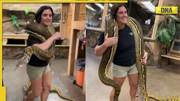 Viral video: Horrifying! Woman carries huge python on shoulder, leaves ...