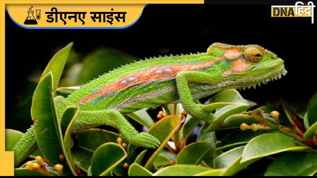 पल भर में रंग कैसे बदल लेता है गिरगिट? समझिए पूरा विज्ञान | DNA HINDI