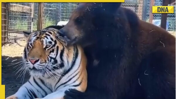 Baloo hugs Sher Khan: This adorable video of bear snuggling with tiger ...