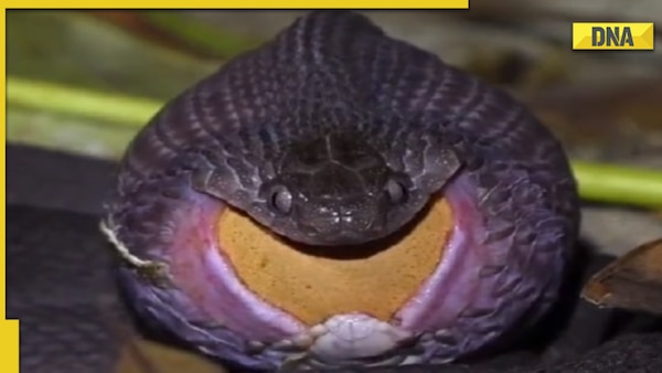 Tiny snake swallows massive egg in hair-raising viral video; WATCH