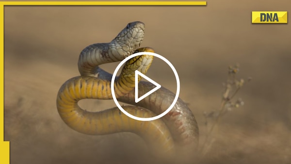 Ever seen snakes dancing? Viral video mesmerizes netizens