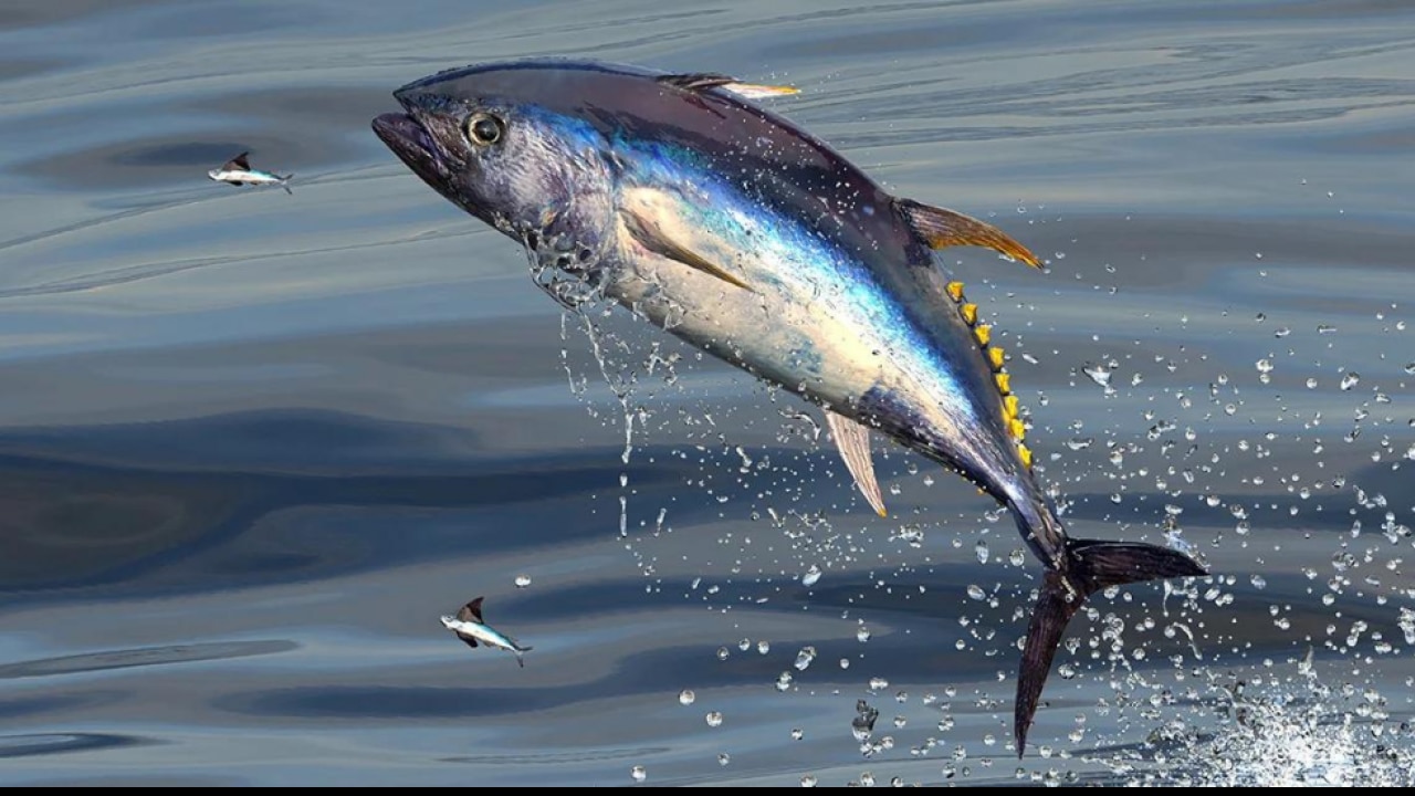 Bluefin Tuna: इस महंगी मछली को खाने पर हो सकती है जेल, कीमत सुन उड़ ...