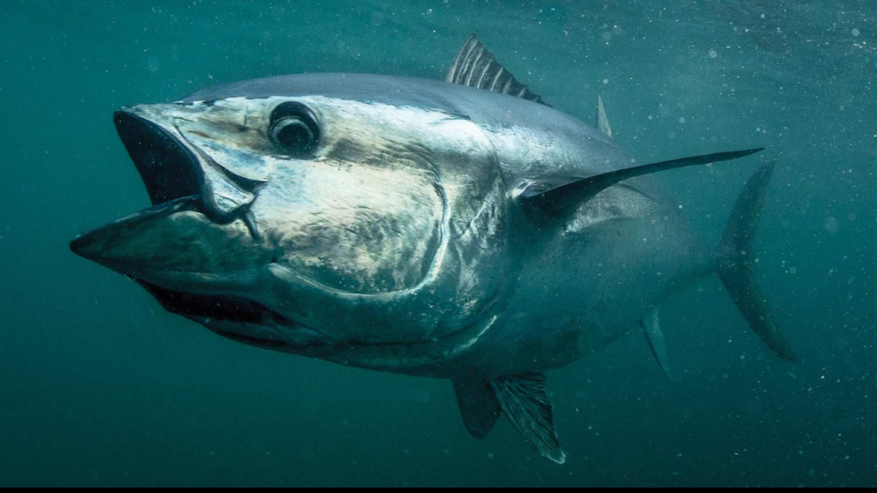 Bluefin Tuna: इस महंगी मछली को खाने पर हो सकती है जेल, कीमत सुन उड़ ...