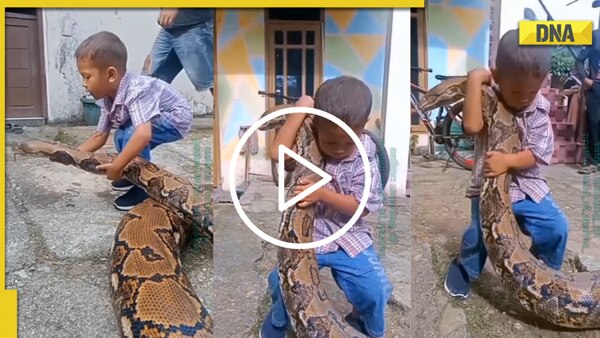 Not for faint-hearted! Little boy plays with huge python in spine ...