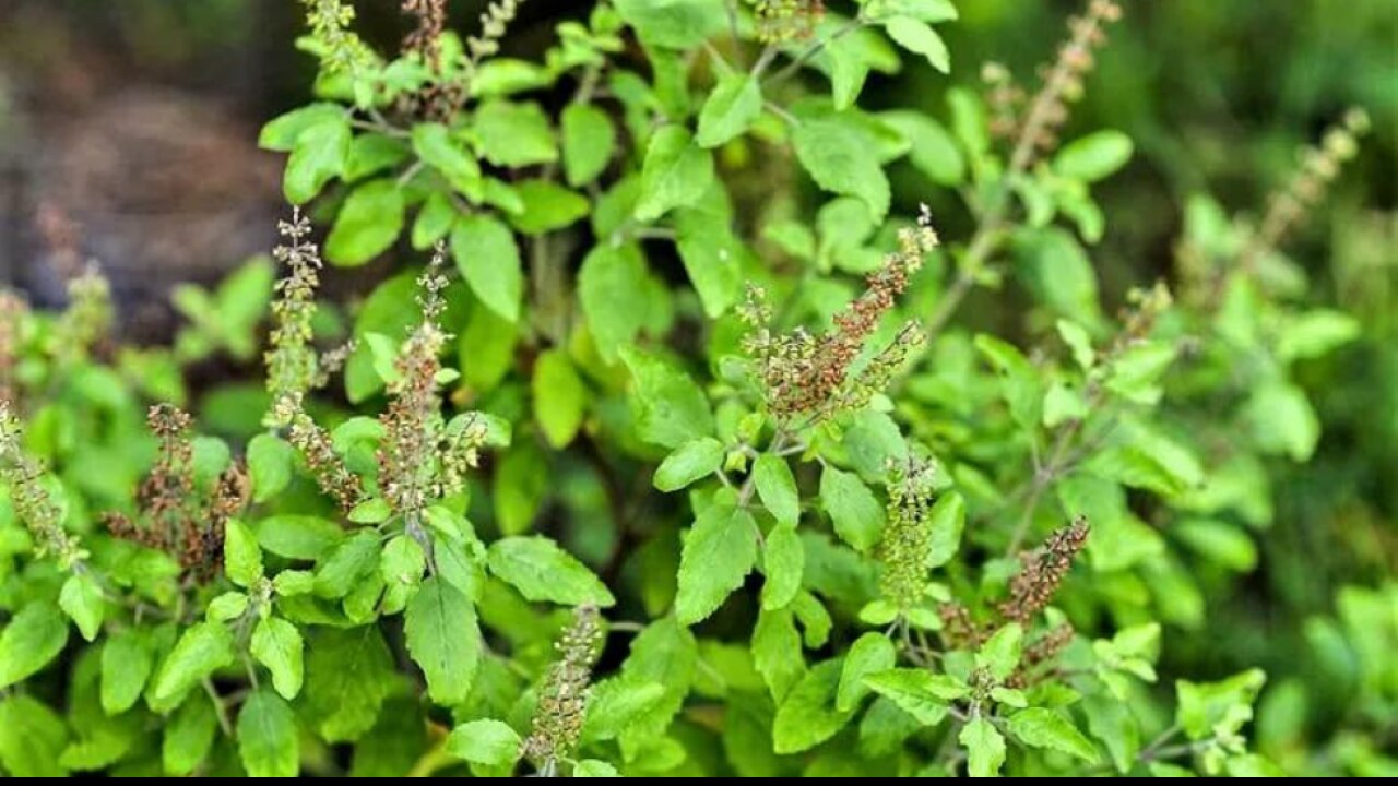 Skin Allergy Home Remedies Skin Allergy Home Remedies
