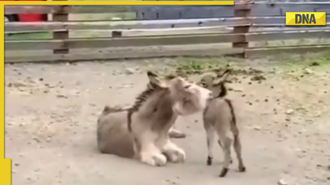 THIS adorable video of baby donkey playing with mamma will make your ...