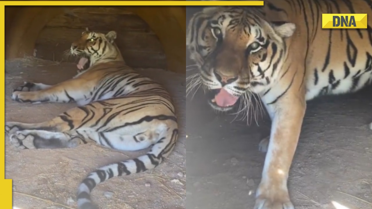Viral video: Girl tries to wake up sleepy tiger; THIS happens next