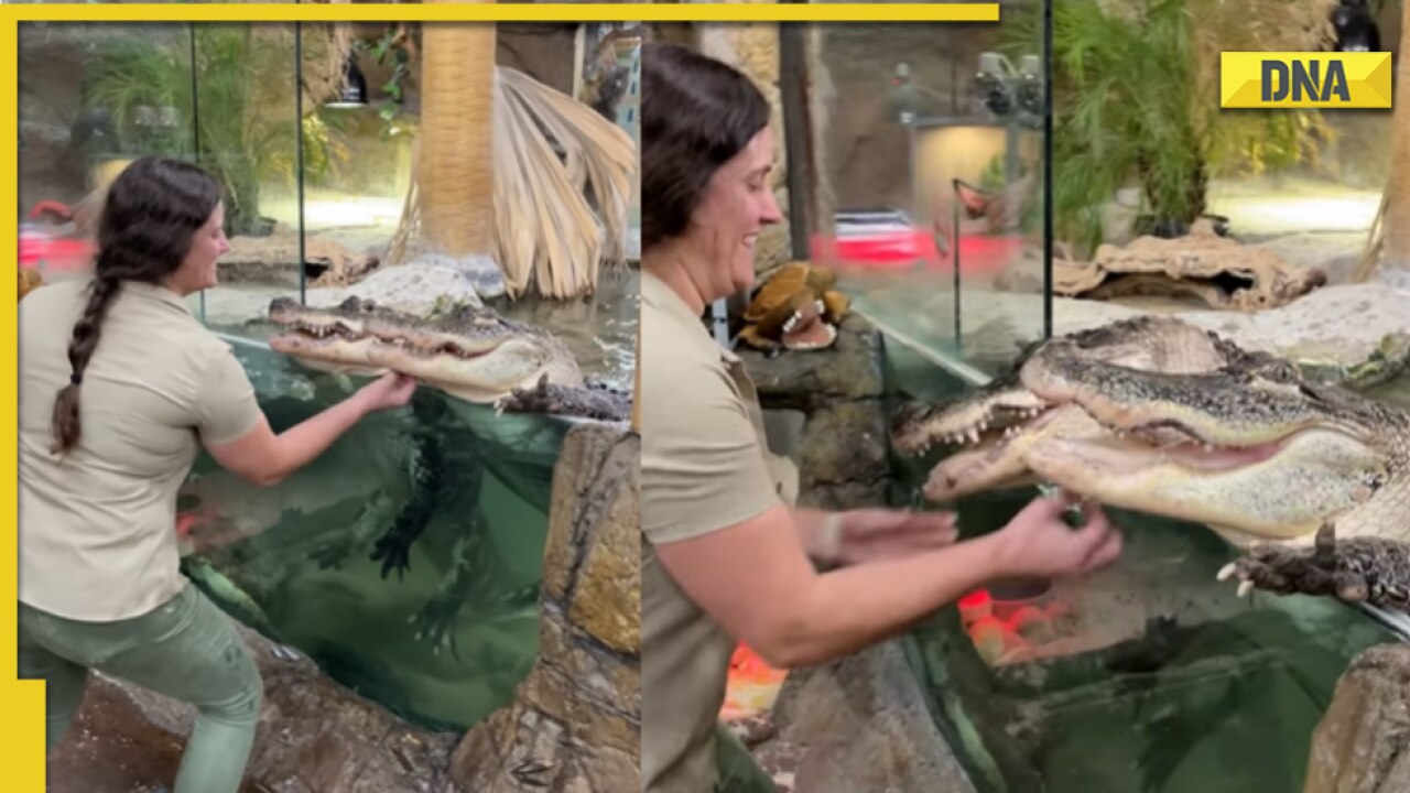 Scary! Woman comforts two massive alligators in THIS hair-raising viral ...