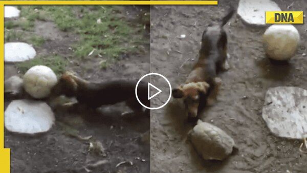 Ever seen dog and turtle playing football together? Viral video ...