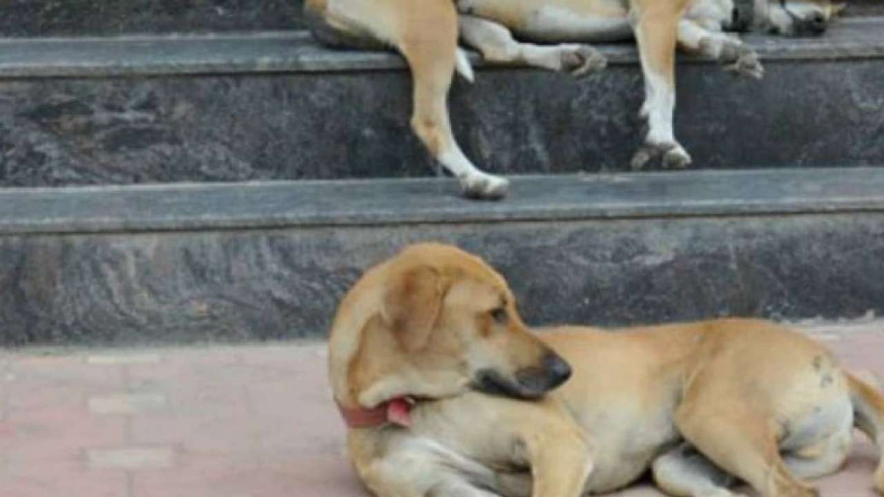 Stray dogs in India: Five facts about them you should know