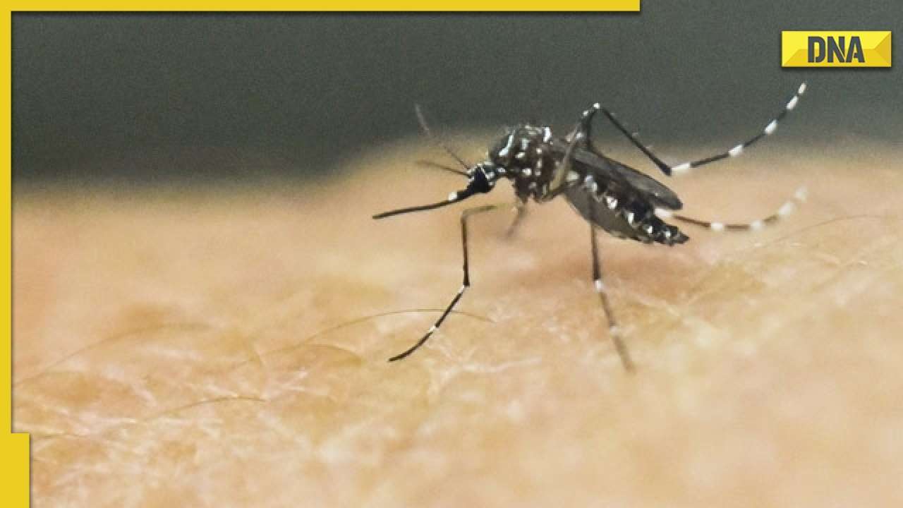 Dengue fever: Health expert advises how to treat mild symptoms