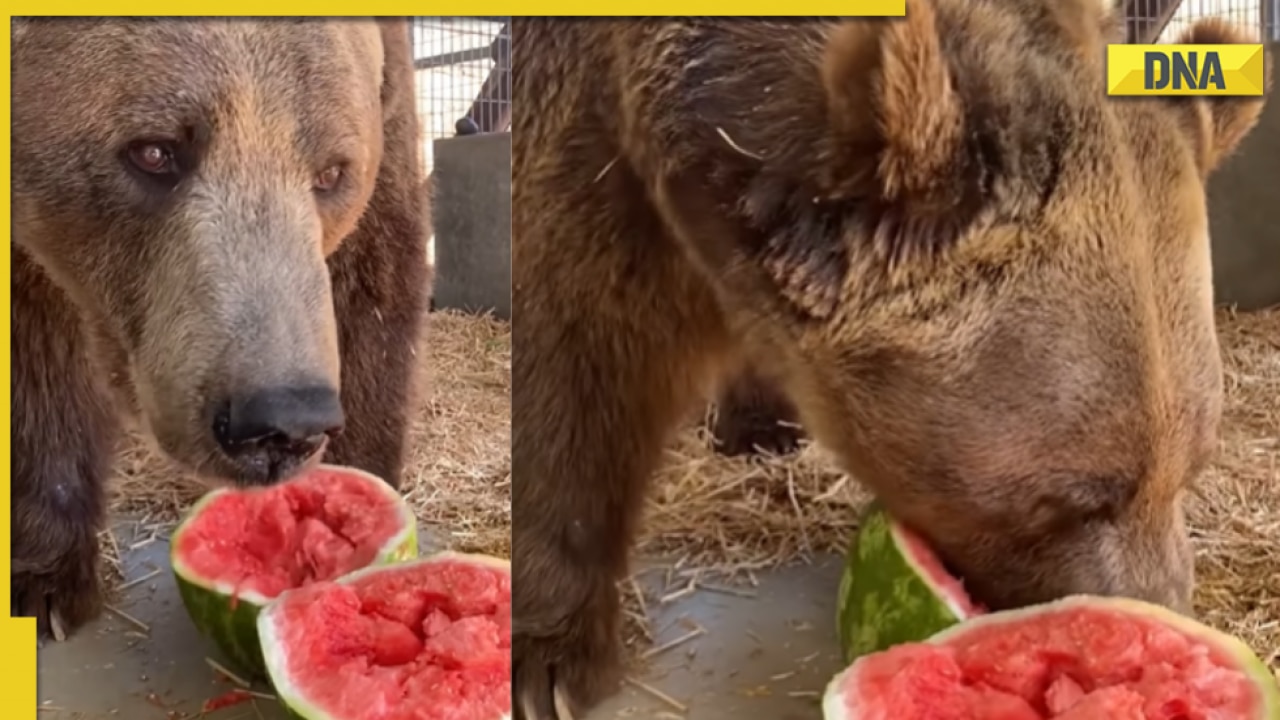 This adorable viral video of bear eating watermelon will cure your mid ...