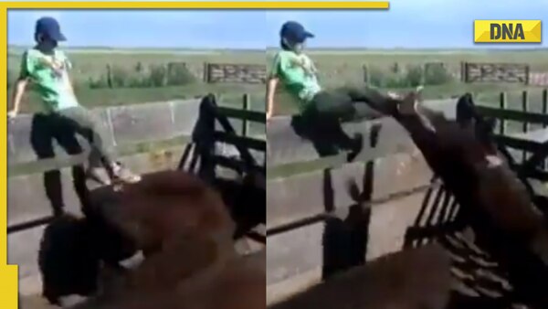 Viral video: Man tries to hit cow, gets kicked