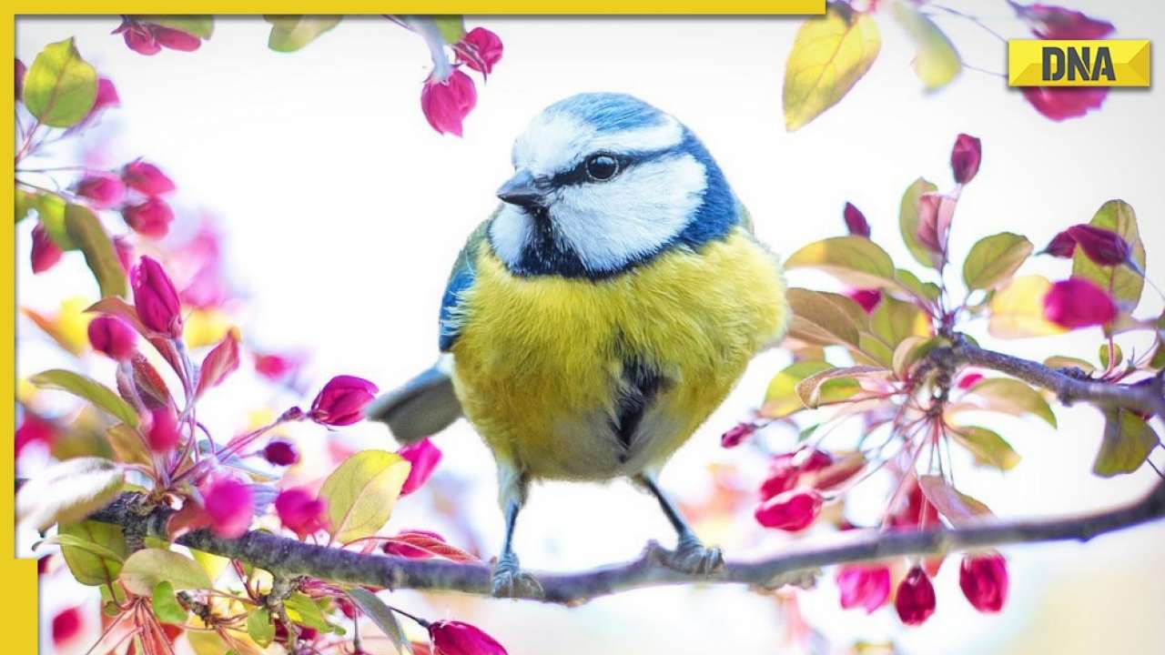 Listening to birds can reduce stress and anxiety in humans, finds new study