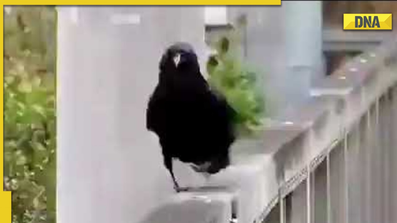 Viral video: Stylish crow flaunts its 'jalwa' in THIS adorable ramp walk