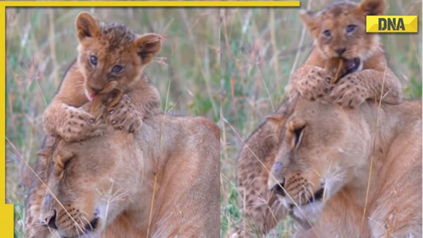 Heart-warming video of lion cub cuddling with sleepy mama goes viral