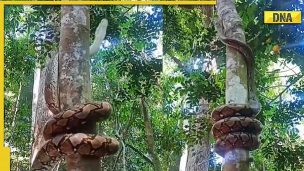 Huge snake effortlessly climbs up tree, viral video amazes netizens