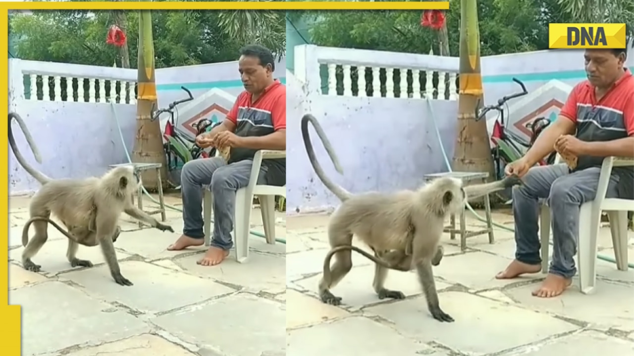 Man feeds rotis to hungry monkey, viral video wins hearts