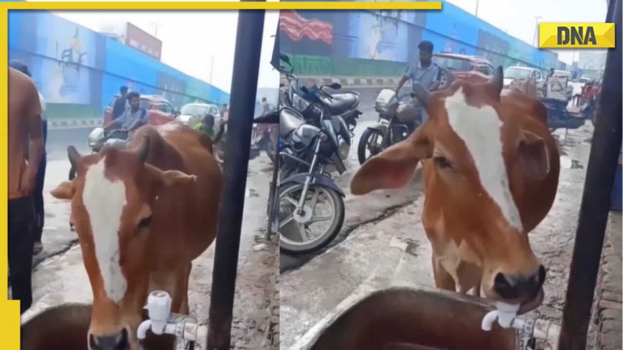 Thirsty cow opens tap with mouth in viral video, leaves internet impressed